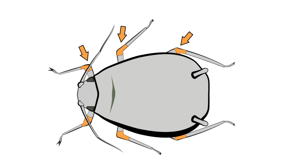 Does the Aphid have black leg joints? - South Texas Field Crop Entomology