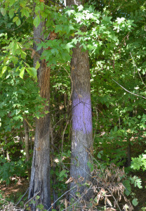 Questions from Tiffany's Desk: What's with the Purple Paint? - Texas ...