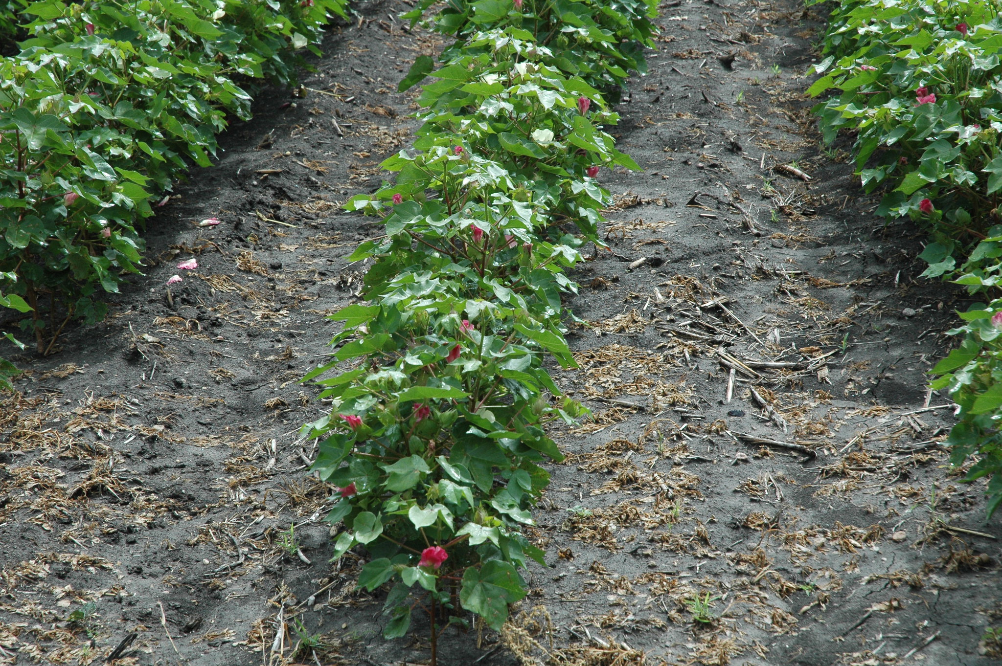 Breaking News: EPA Bans Use of Enlist Duo & Enlist One in Certain ...