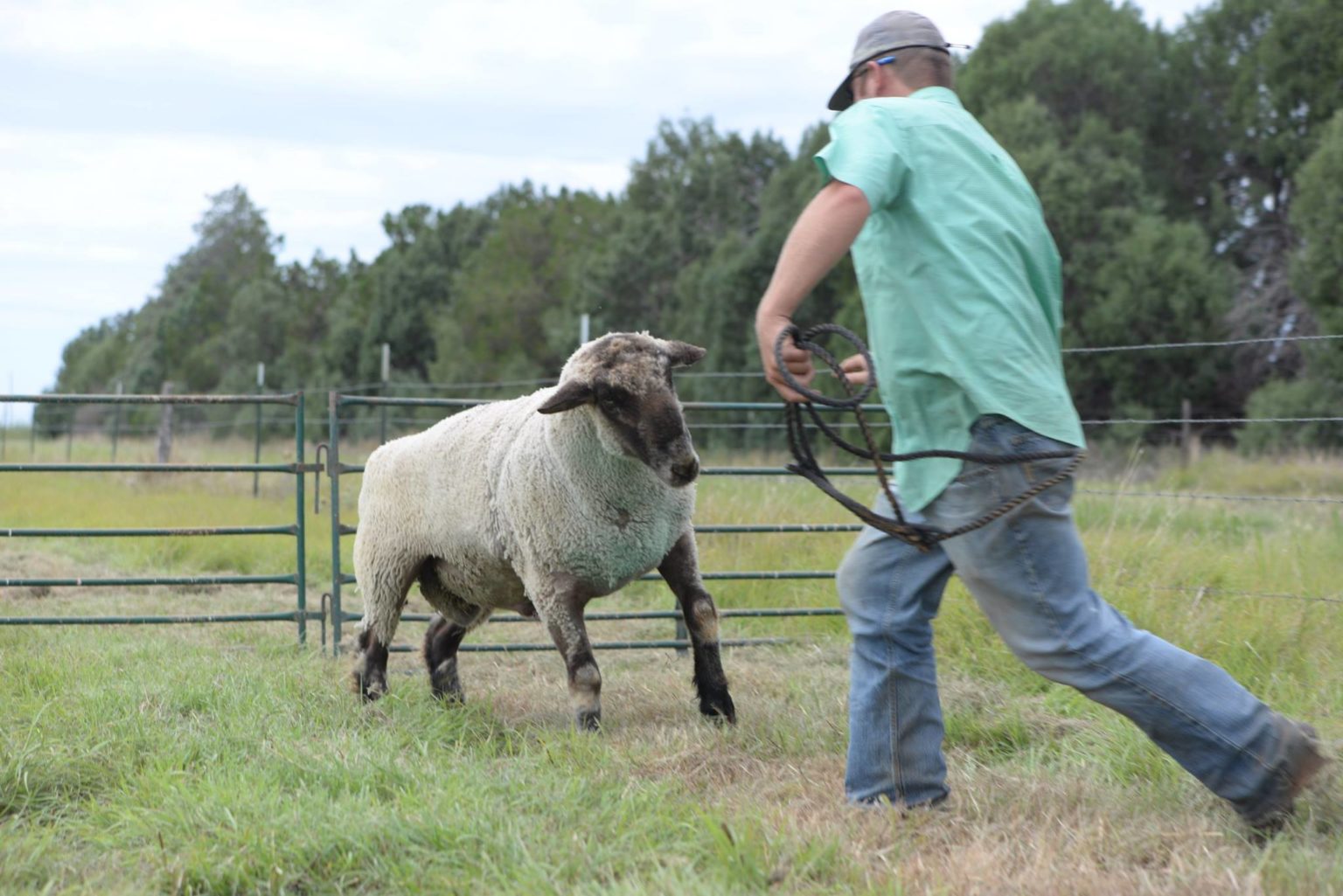 Texas Farm Animal Liability Act FAQ - Texas Agriculture Law