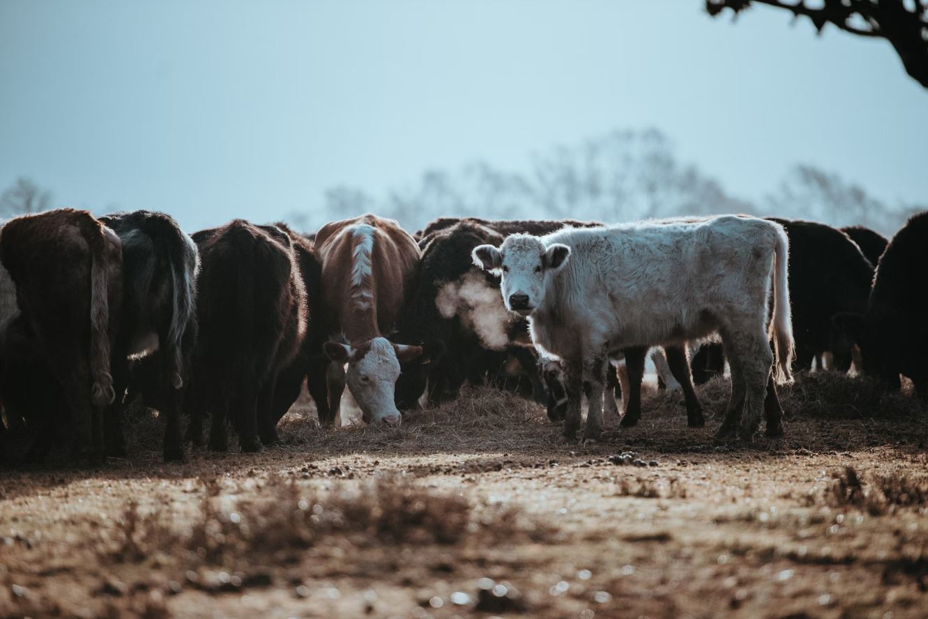 January 19, 2024 Weekly Round Up - Texas Agriculture Law