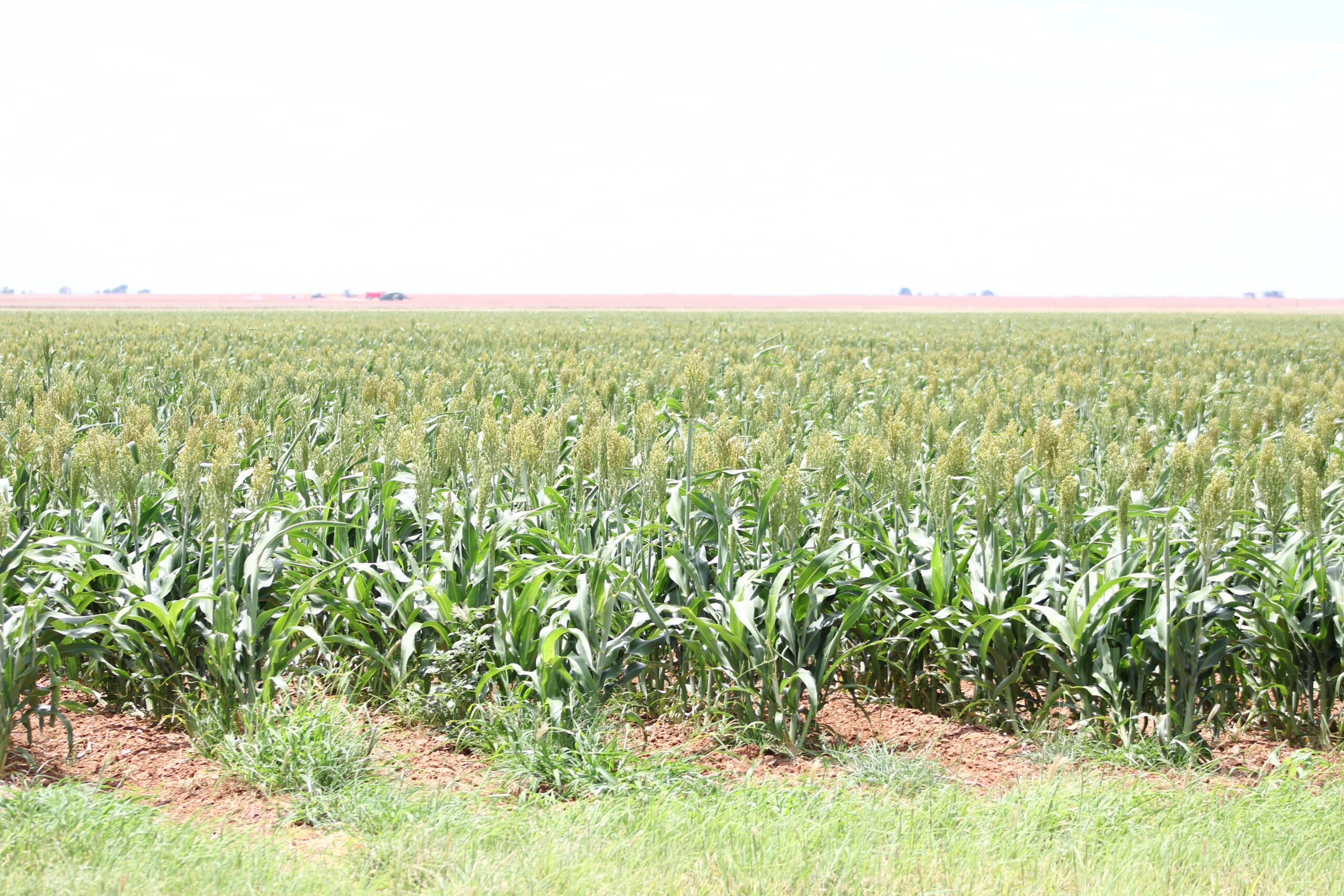 2025 USDA NASS Cash Rent Rates Published - Texas Agriculture Law