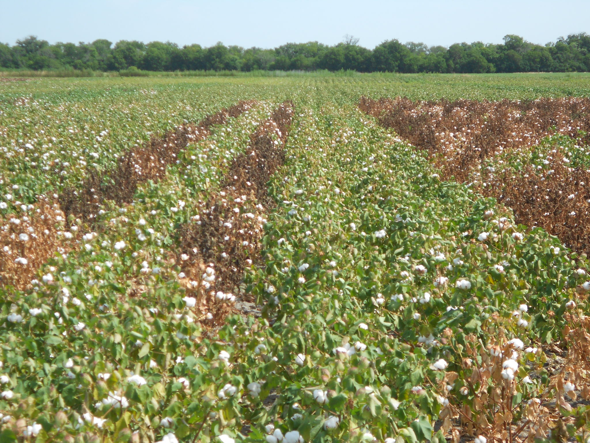 Using Topguard to Control Root Rot: Pay Attention to That Label - Texas ...