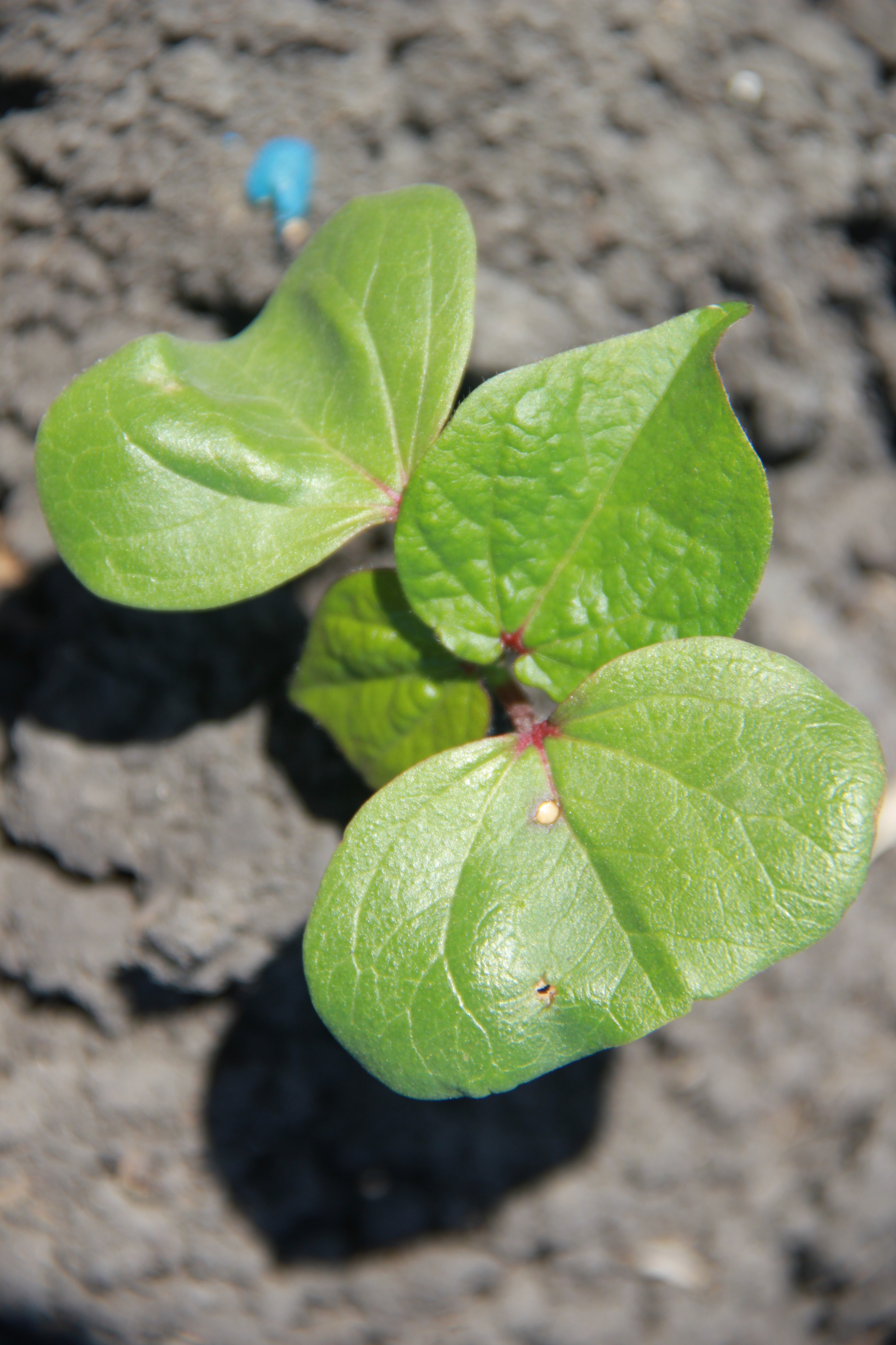 Cotton: Starting Strong to Optimize Yields - Texas Row Crops Newsletter