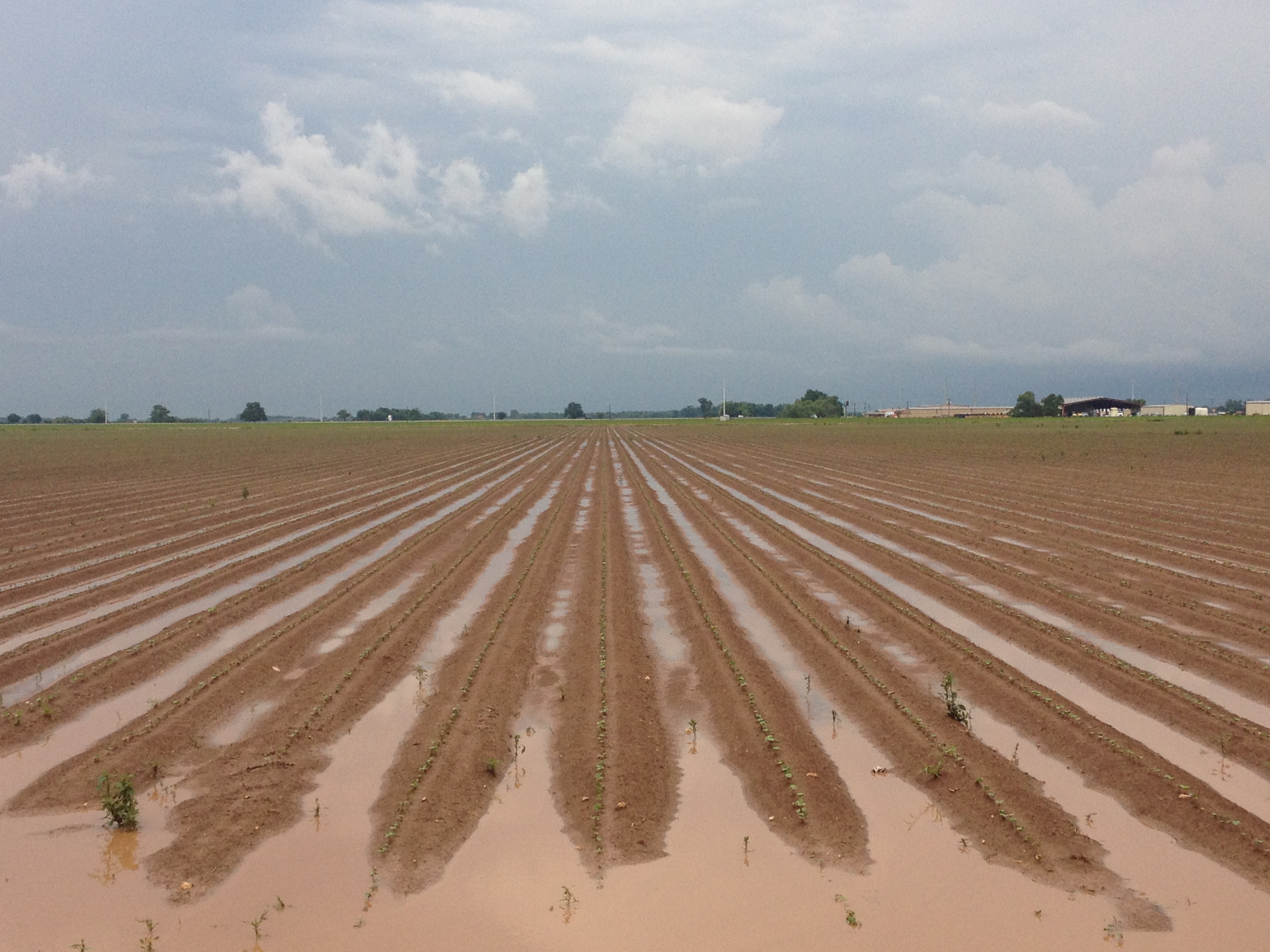 How Waterlogged Soils Impact Cotton Growth and Management Decision ...