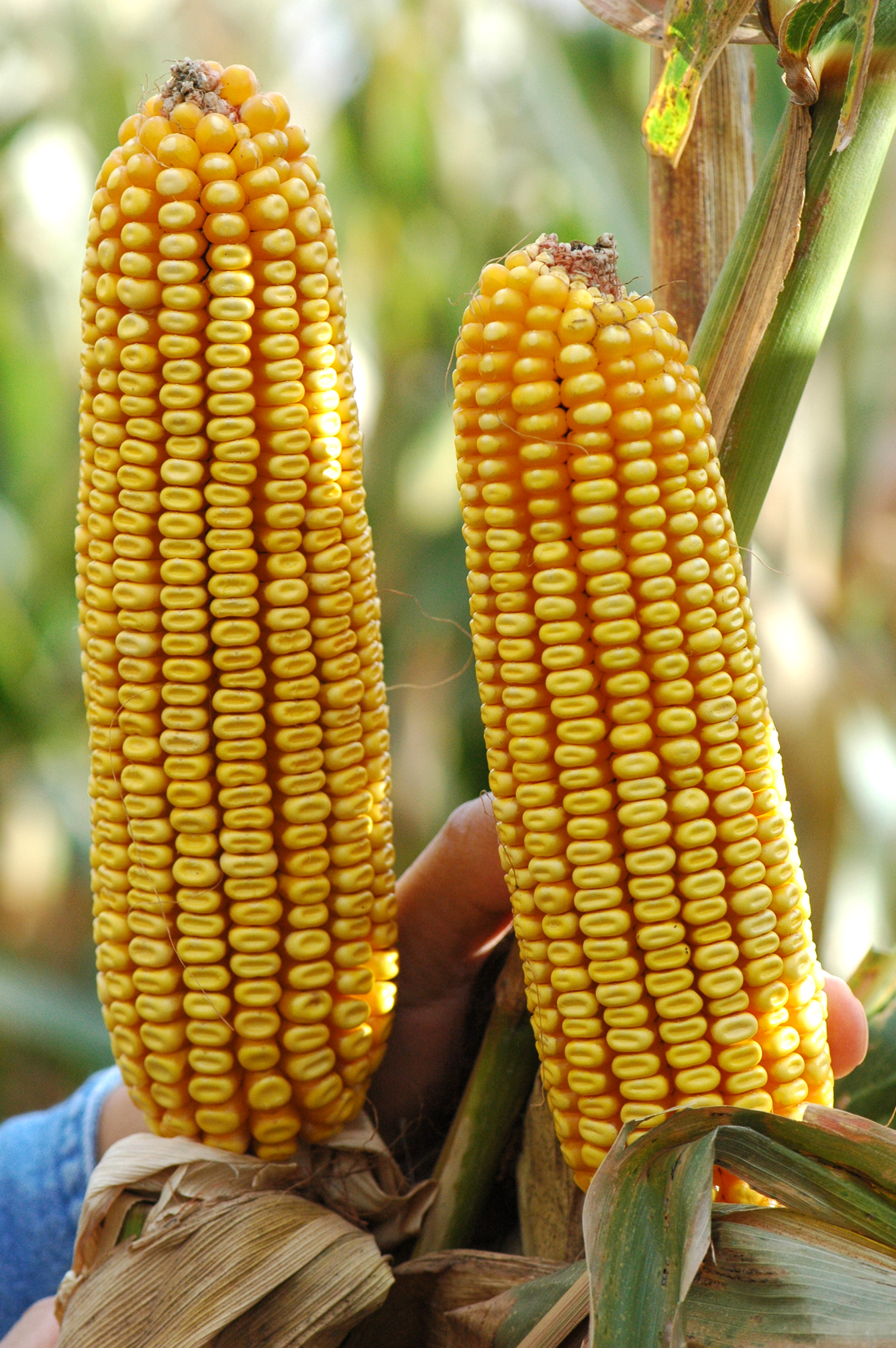 Considerations for Corn Hybrid Selection for the Panhandle - Texas Row ...