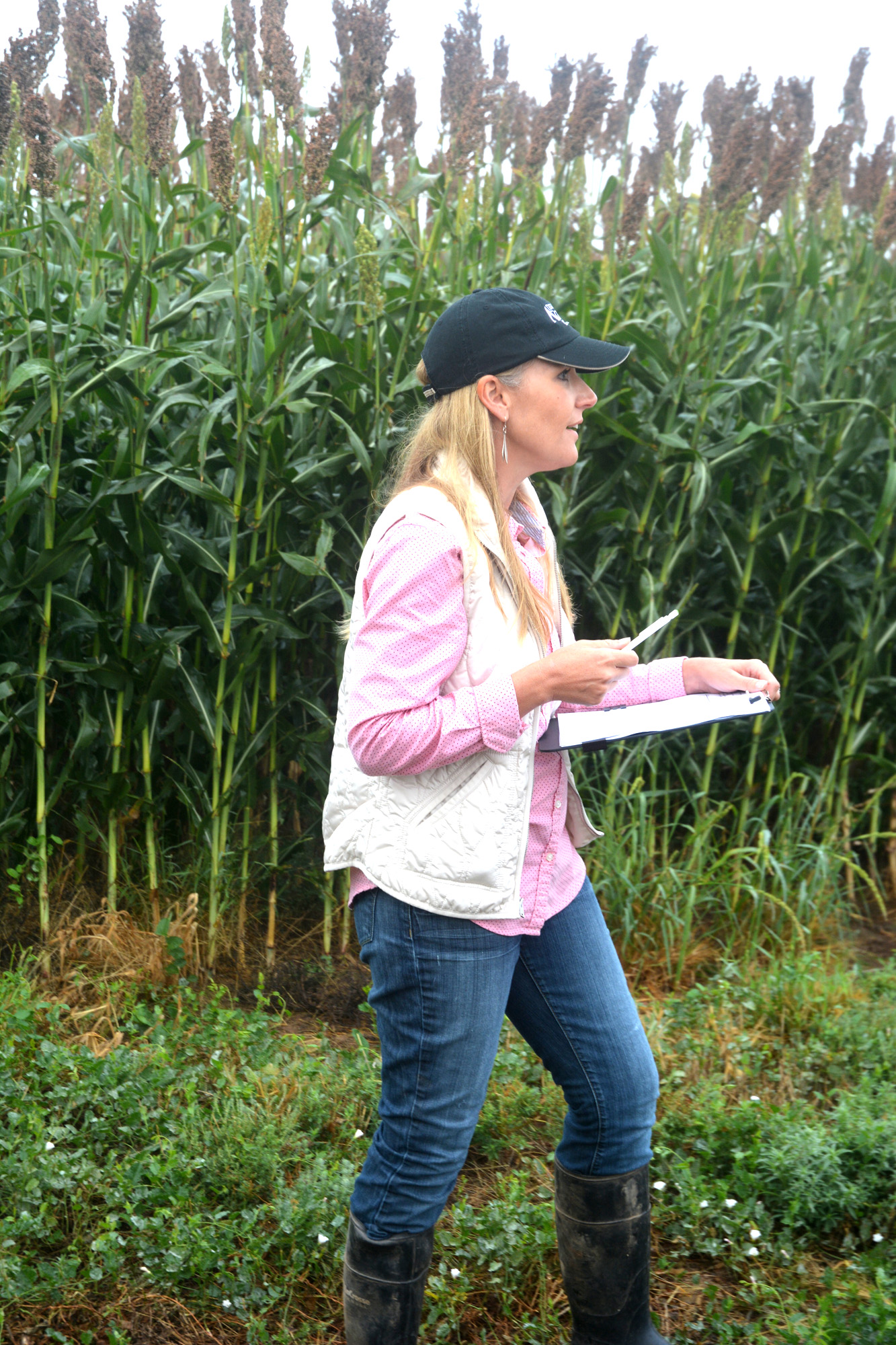 Texas Panhandle Forage Sorghum Silage Results - Texas Row Crops Newsletter