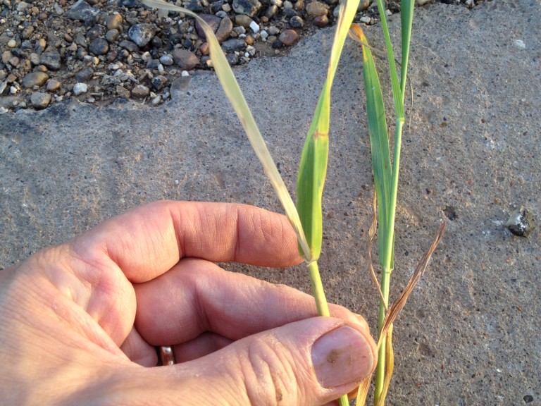 Assessing Freeze Injury in Texas Wheat-2016 - Texas Row Crops Newsletter