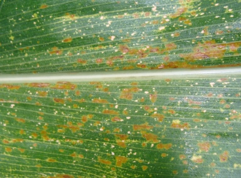 New Bacterial Pathogen in Corn in Texas: Bacterial Leaf Streak | Texas ...