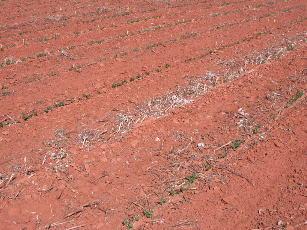 Within-Row Plant Spacing—Ensuring Planter Accuracy of Seed Drop - Texas ...