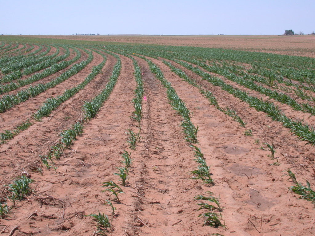 Within-Row Plant Spacing—Ensuring Planter Accuracy of Seed Drop - Texas ...
