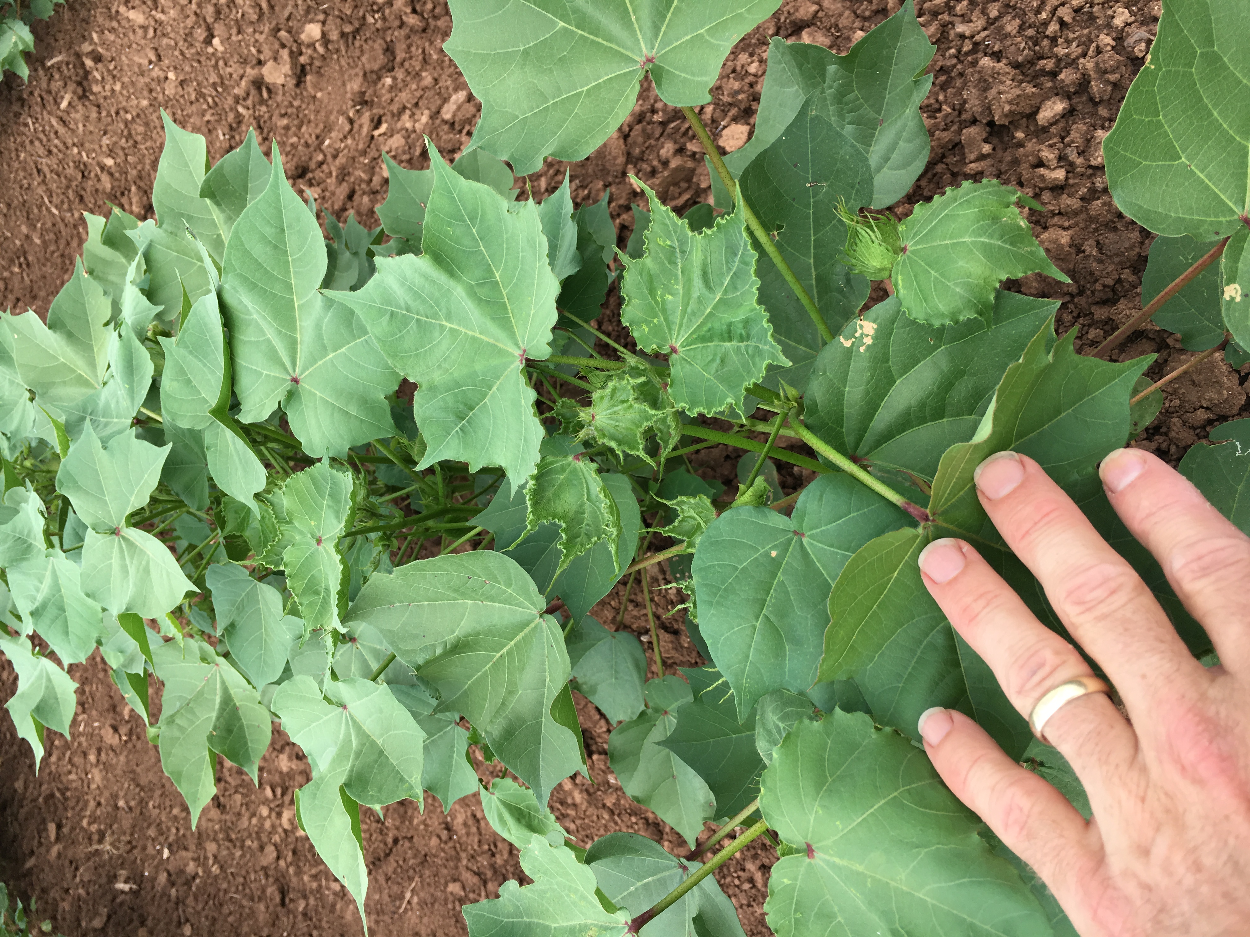 Spray Drift Damage: What Injured Landowners Need to Know - Texas Row ...