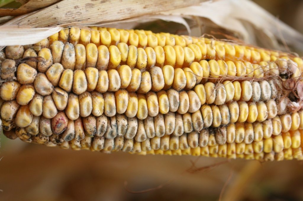 Post-Harvest Handling of a Corn Field Affected by Fumonisin ...