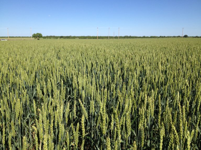 The Trap of Beardless Wheat & Forage Quality | Texas Wheat Producers