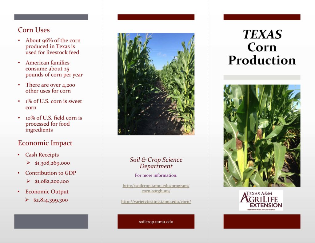 Texas Corn Production | Texas Row Crops Newsletter