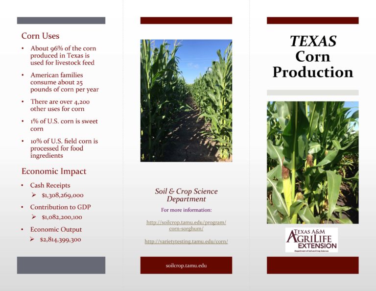 Texas Corn Production | Texas Row Crops Newsletter