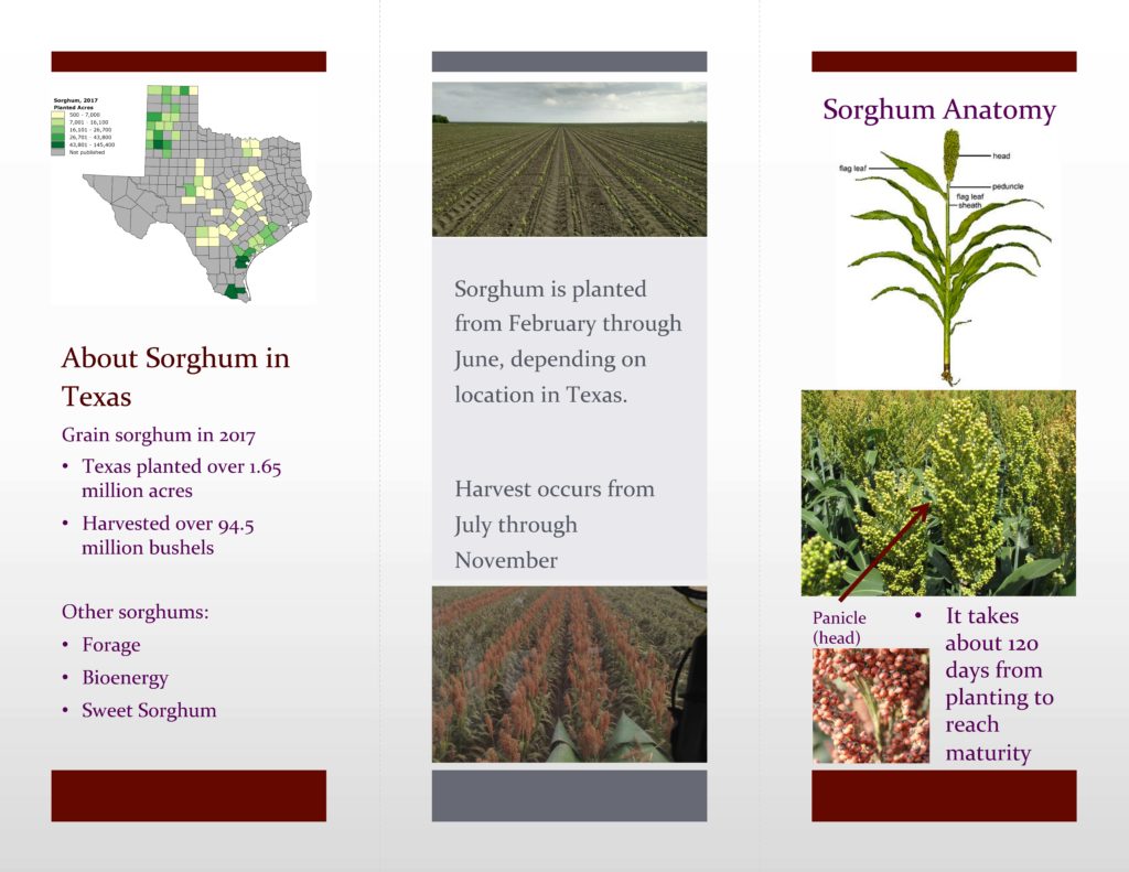 Texas Sorghum Production | Texas Row Crops Newsletter