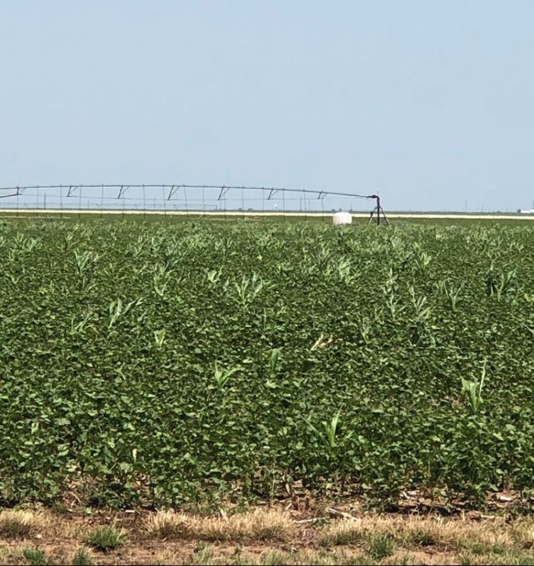 Managing Volunteer Corn in Cotton - Texas Row Crops Newsletter