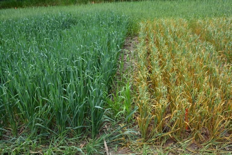 Oat Variety Update | Texas Row Crops Newsletter