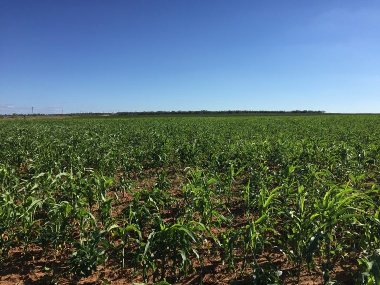 Fall Cover Cropping for Texas—Is it for you? How many species should I ...