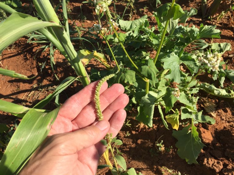 Fall Cover Cropping for Texas—Is it for you? How many species should I ...