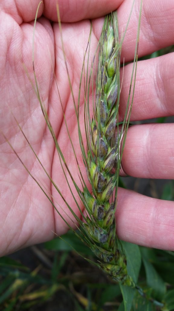 Bacterial Streak and Black Chaff Small Grains - Texas Row Crops Newsletter