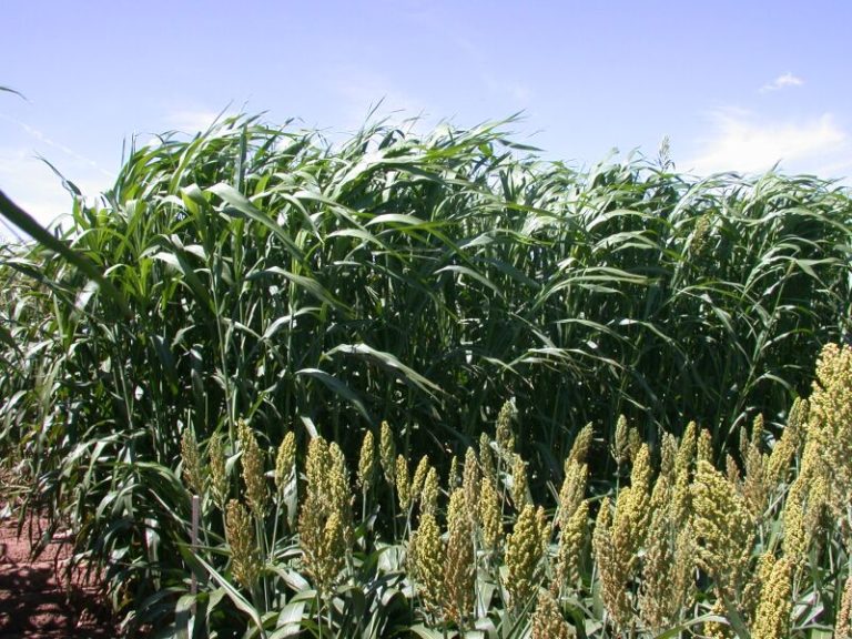 Sorghum/Sudan Forage & Sugarcane Aphid - Texas Row Crops Newsletter