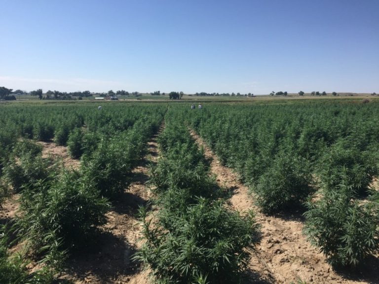 Update on Industrial Hemp for Texas - Texas Row Crops Newsletter