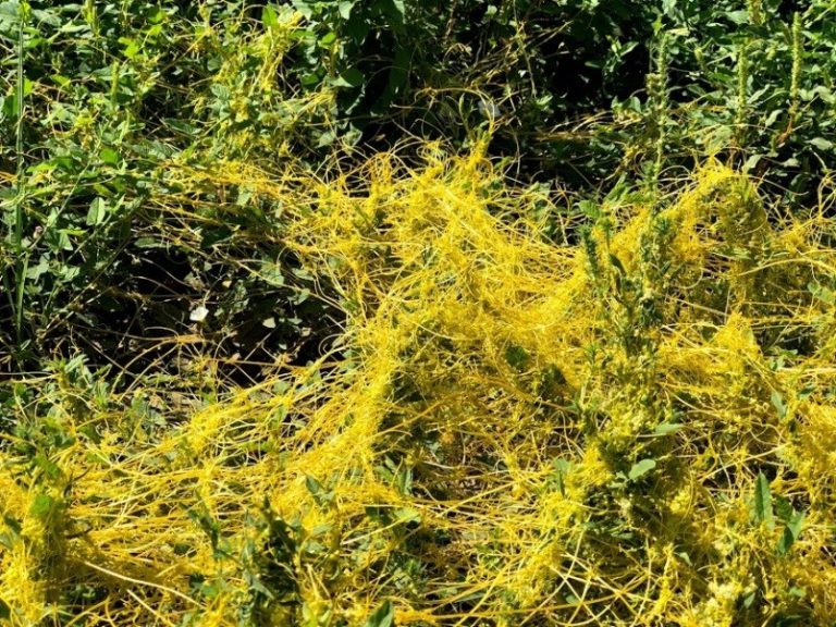 Dodder Identification in the Texas Panhandle - Texas Row Crops Newsletter
