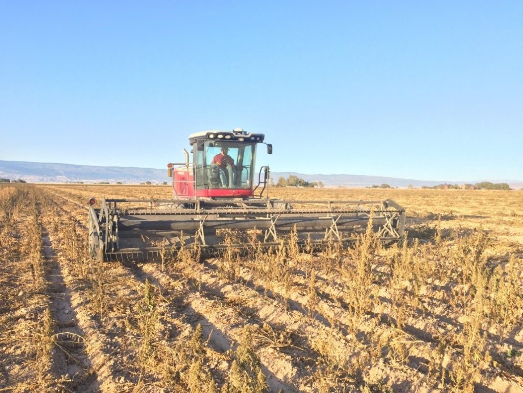 Another Update on Industrial Hemp for Texas | Texas Row Crops Newsletter