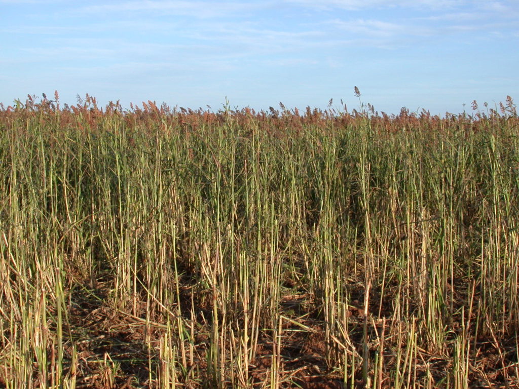 Summer Annual Forages for Texas—Sorghum/Sudan & Hybrid Pearl Millet ...