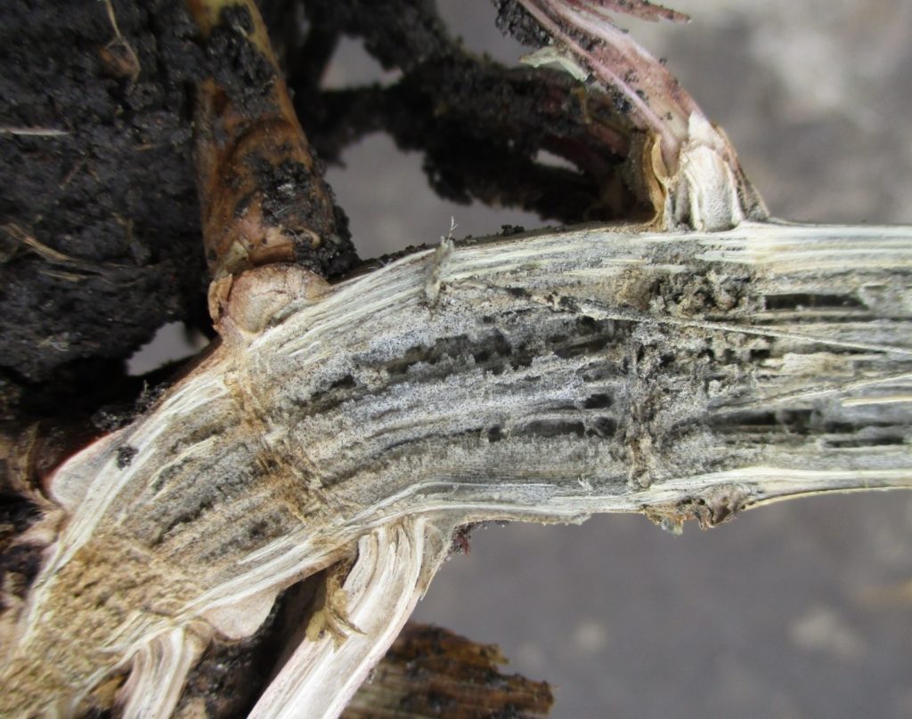 Corn Diseases in South and Central Texas, So Far - Texas Row Crops ...