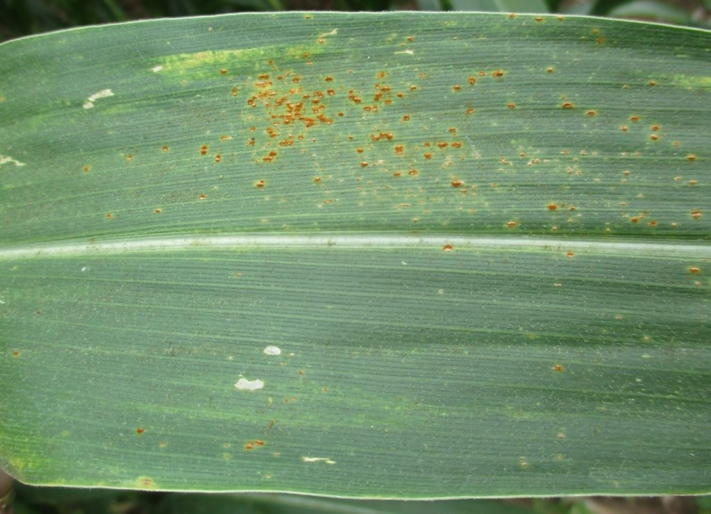 Corn Diseases in South and Central Texas, So Far - Texas Row Crops ...