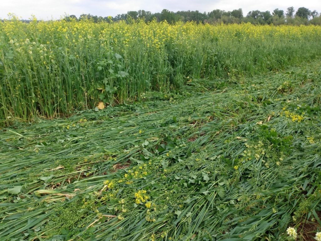 When it comes to cover crops in Texas: Timing is key. - Texas Row Crops ...
