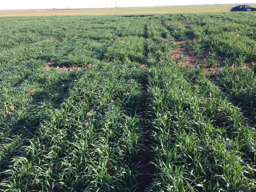 Later Winter Oats to Bridge Forage Shortfall - Texas Row Crops Newsletter