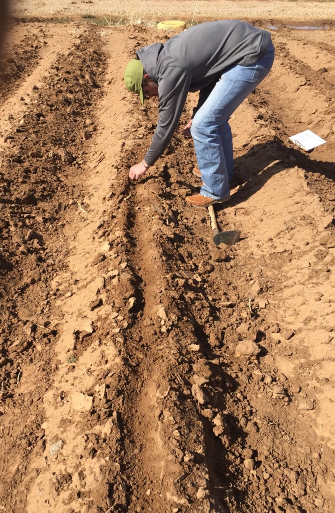 Next “First Tuesday” Statewide Hemp Zoom Update from Texas A&M AgriLife ...