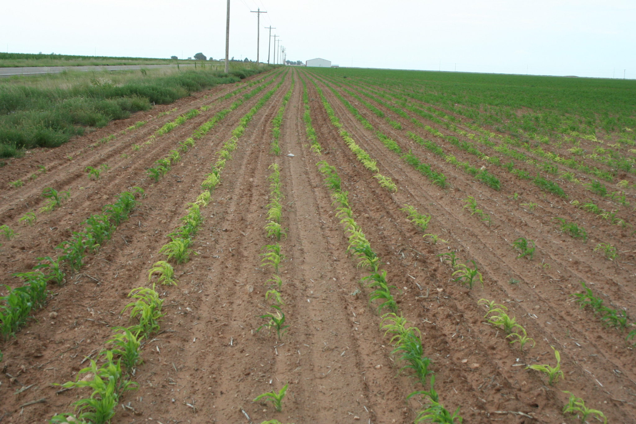 Iron (Fe) Deficiency in Texas Crops Made Worse by Wet Weather - Texas ...