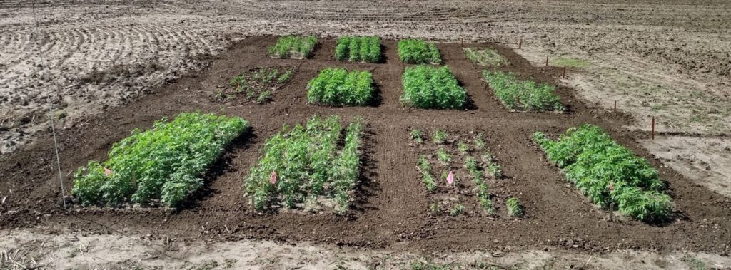 Texas A&M AgriLife “Texas Row Crops Newsletter”—Industrial Hemp - Texas ...