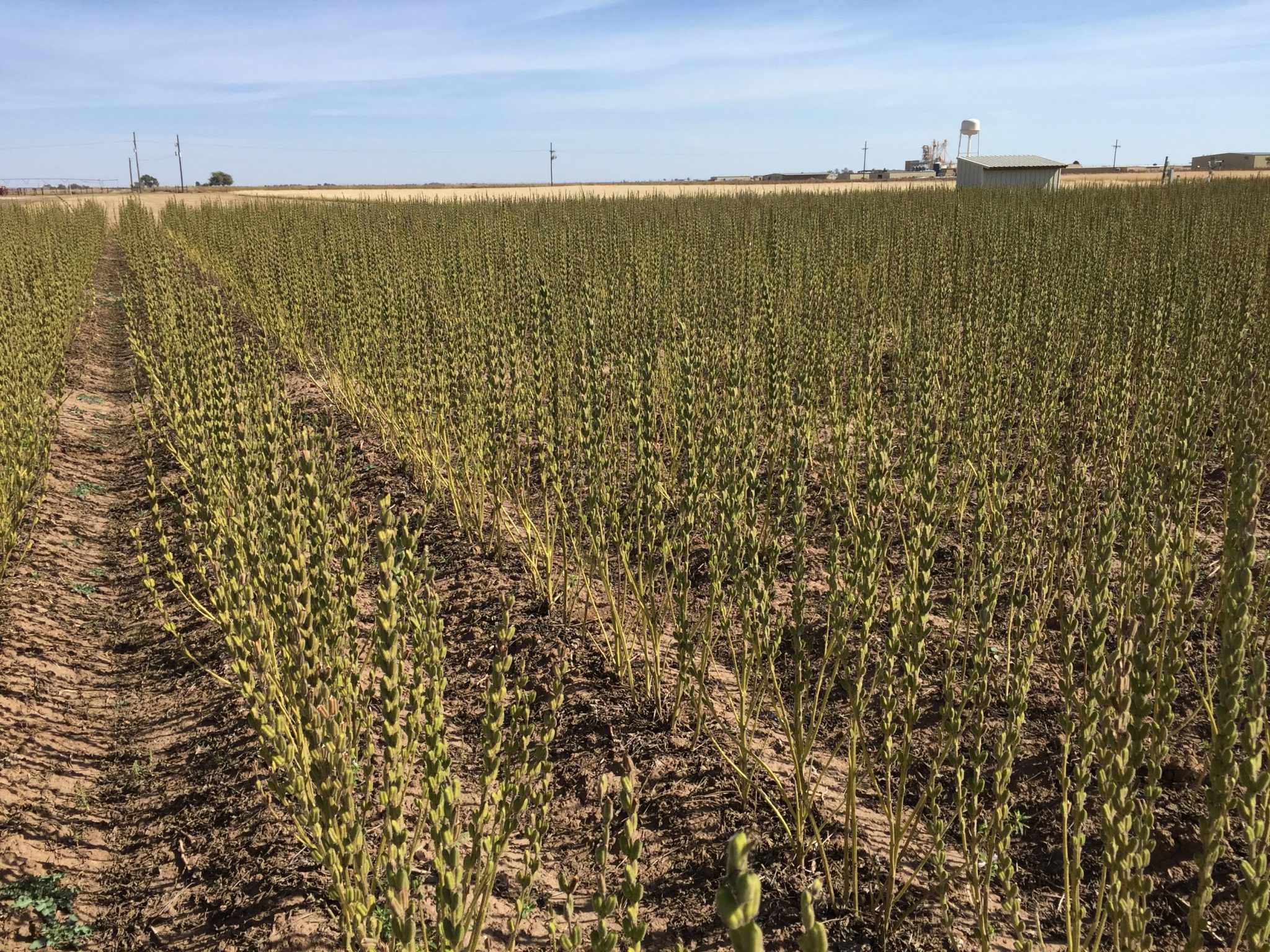 Expanded Sesame Opportunities in Texas - Texas Row Crops Newsletter