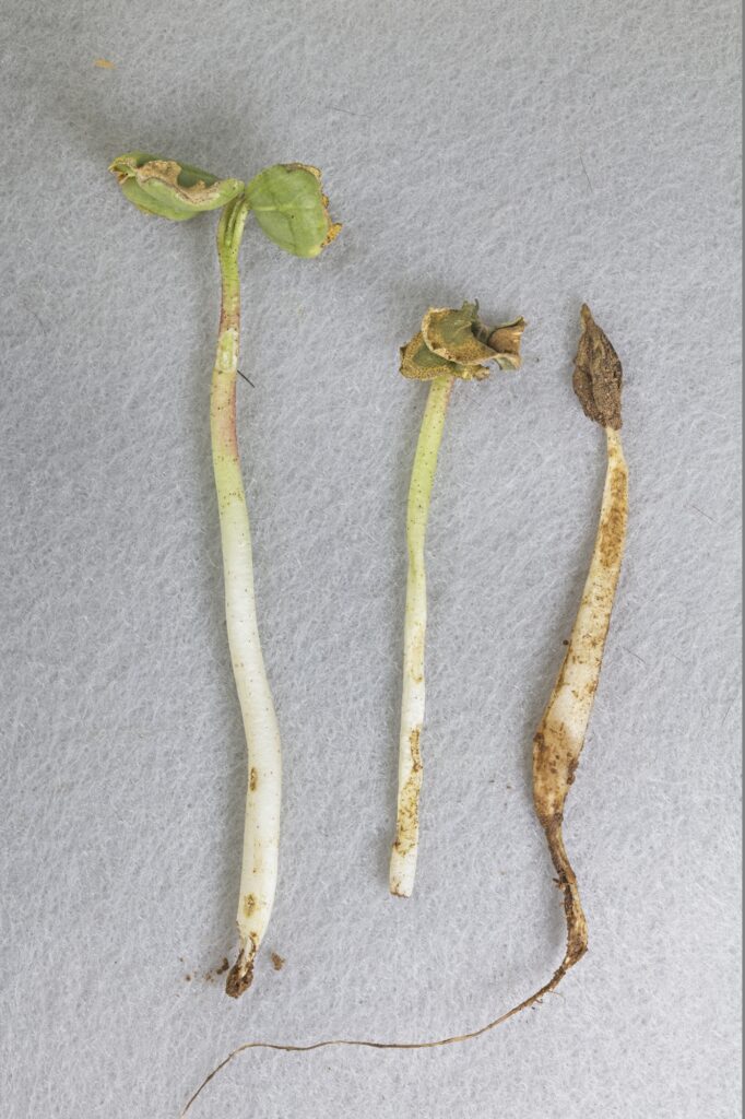 Wireworms: a threat to stand establishment in the High Plains cotton ...