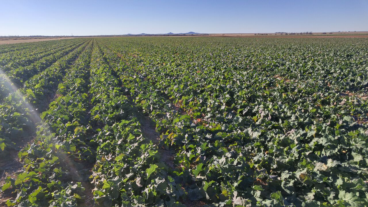 Texas Rolling Plains Agronomy Program | Just another AgriLife site
