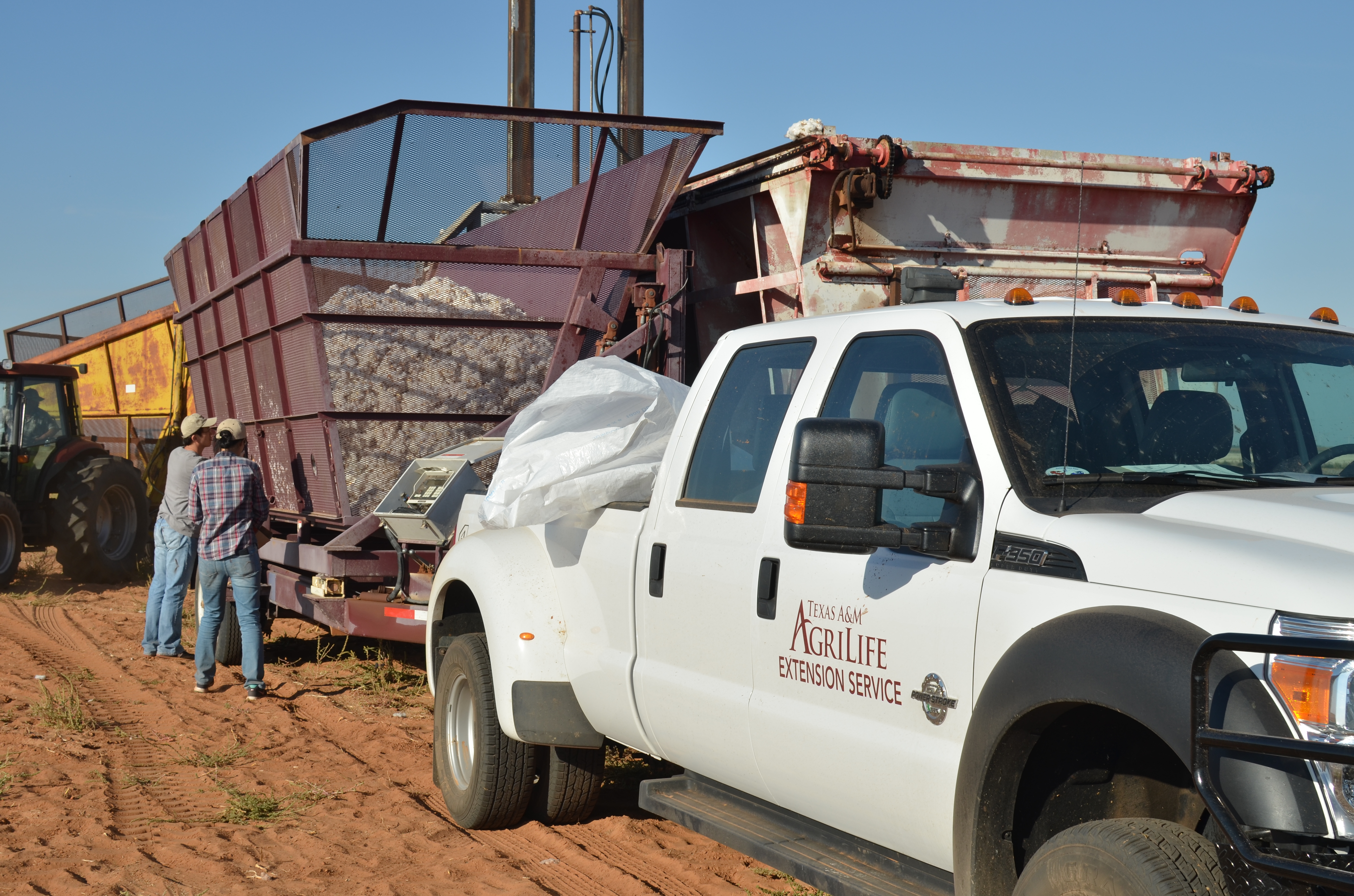 Texas Rolling Plains Agronomy Program | Just another AgriLife site