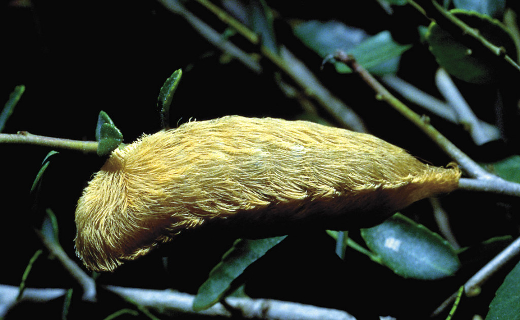 Asp caterpillars | Urban IPM