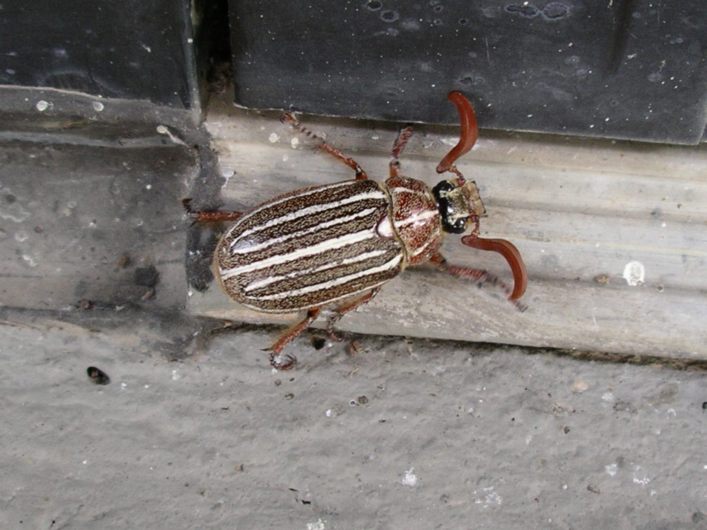 Beetle or true bug? | Urban IPM