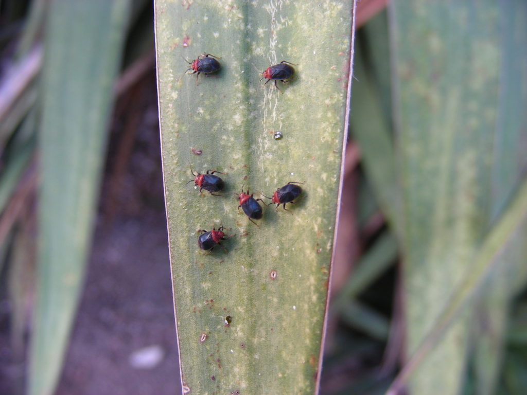 Yucca plant bugs - Urban IPM