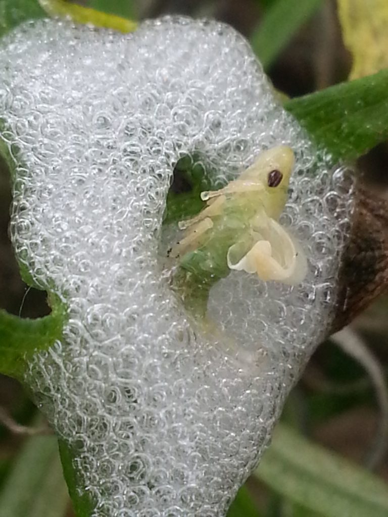 Spittlebugs | Urban IPM