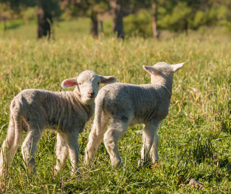 West Texas Rangelands - We hope to provide a variety of information ...