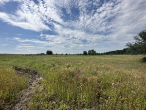 Grasslands are the Forgotten Ecosystem - West Texas Rangelands
