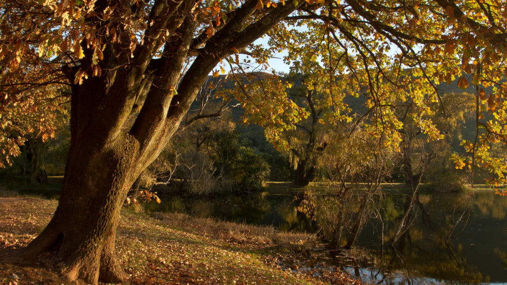 The Dangers of Duff: How long-term fire exclusion can put “fire ...