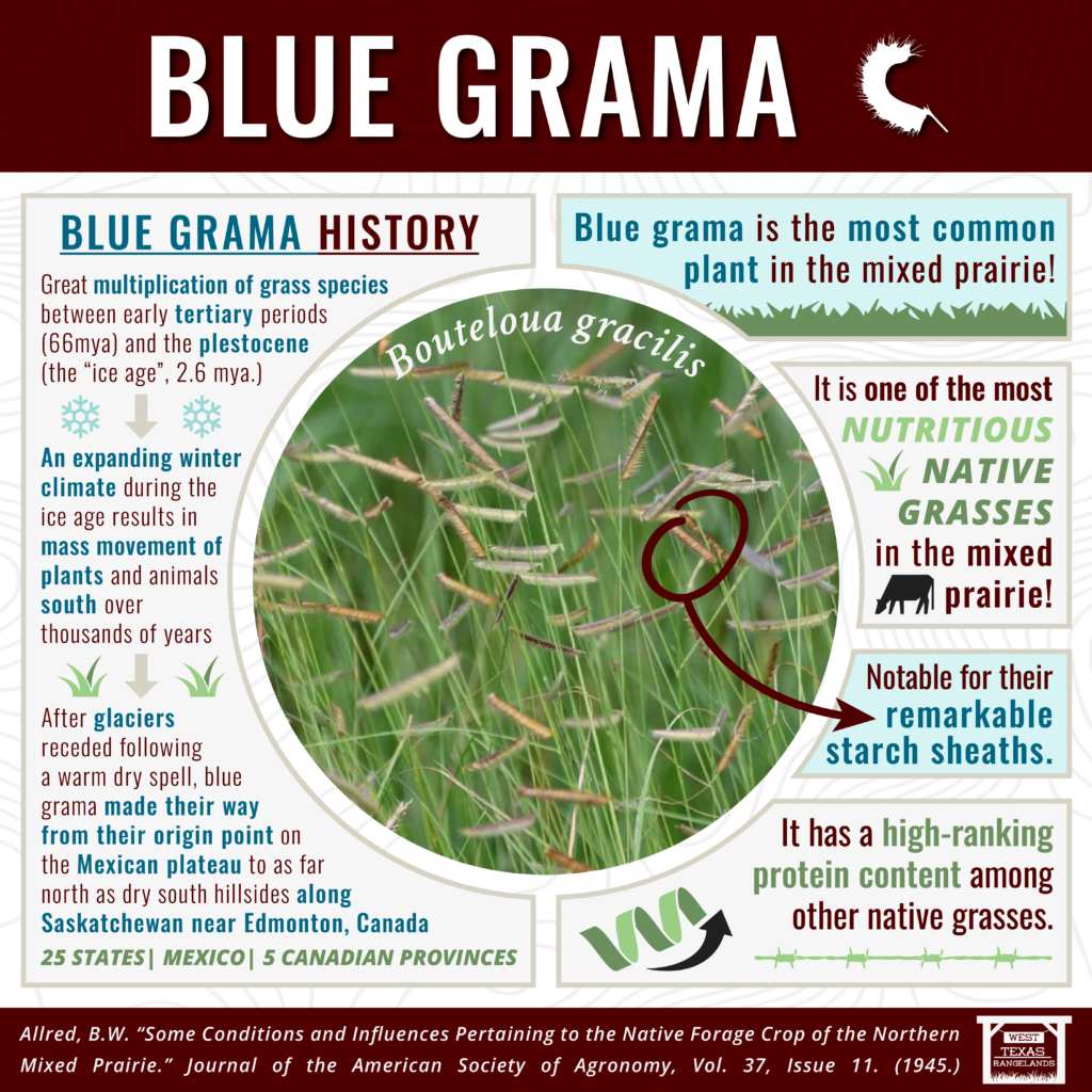 Blue Grama (Bouteloua gracilis) - West Texas Rangelands